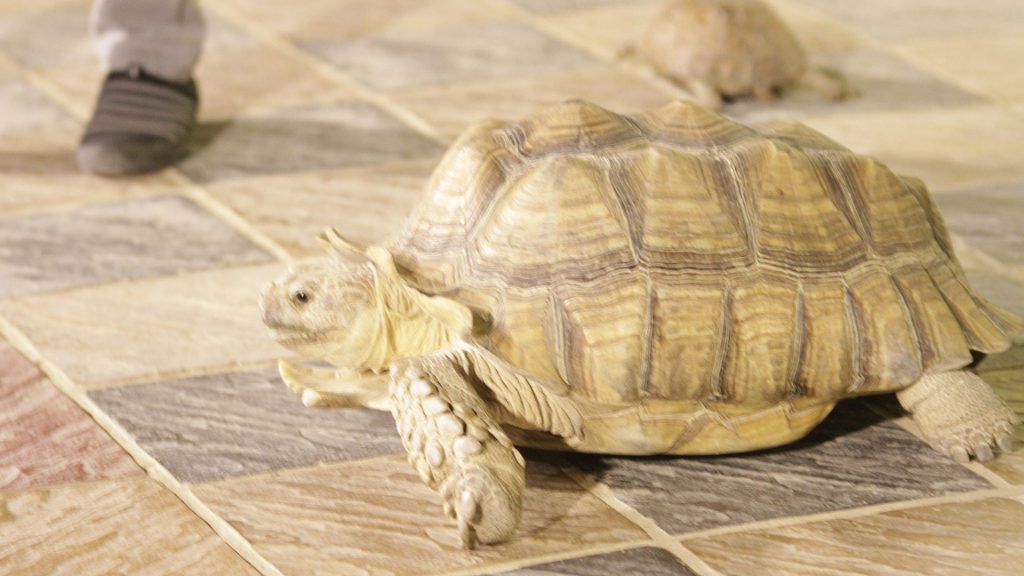 DanZoo Karachi - Bahria Town