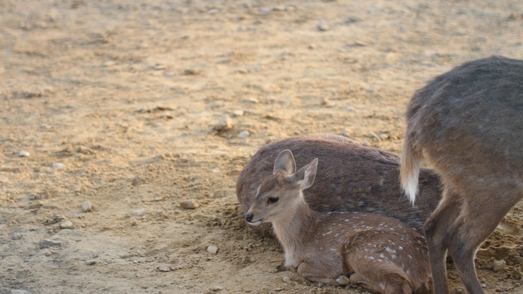 DanZoo Karachi - Bahria Town