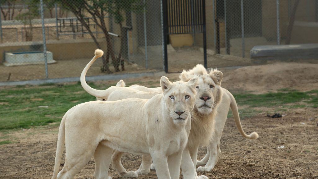 DanZoo Karachi - Bahria Town