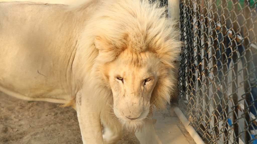 DanZoo Karachi - Bahria Town