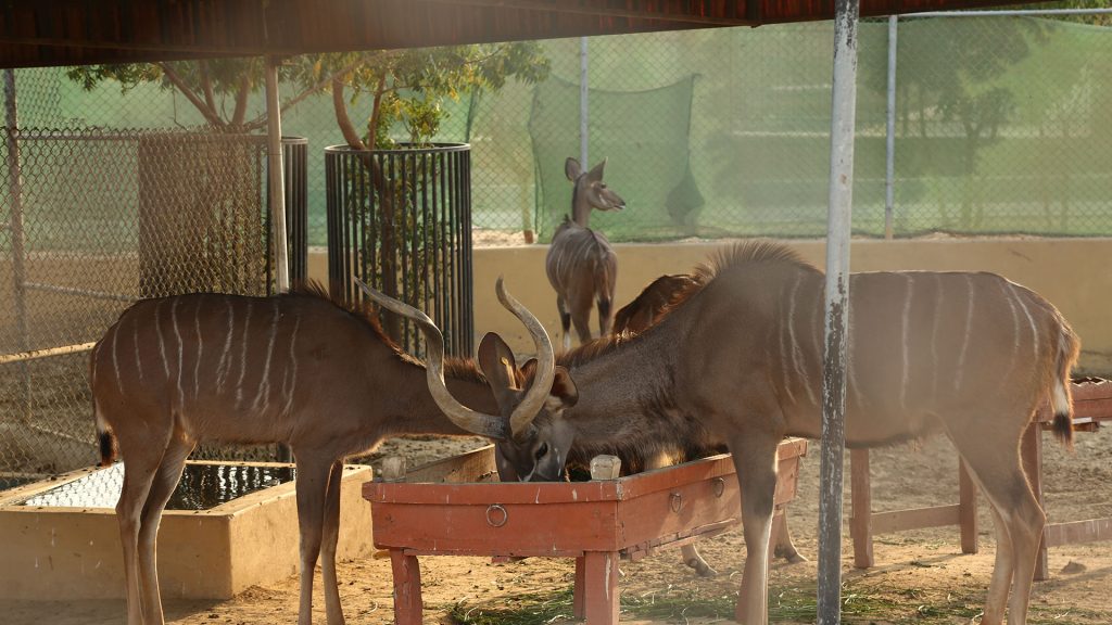 DanZoo Karachi - Bahria Town