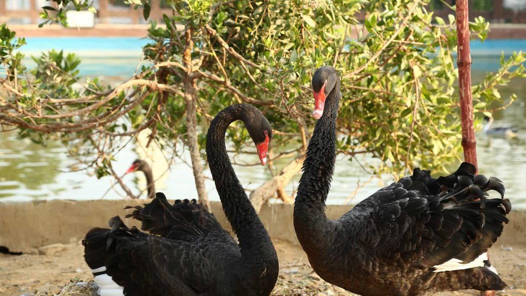 DanZoo Karachi - Bahria Town