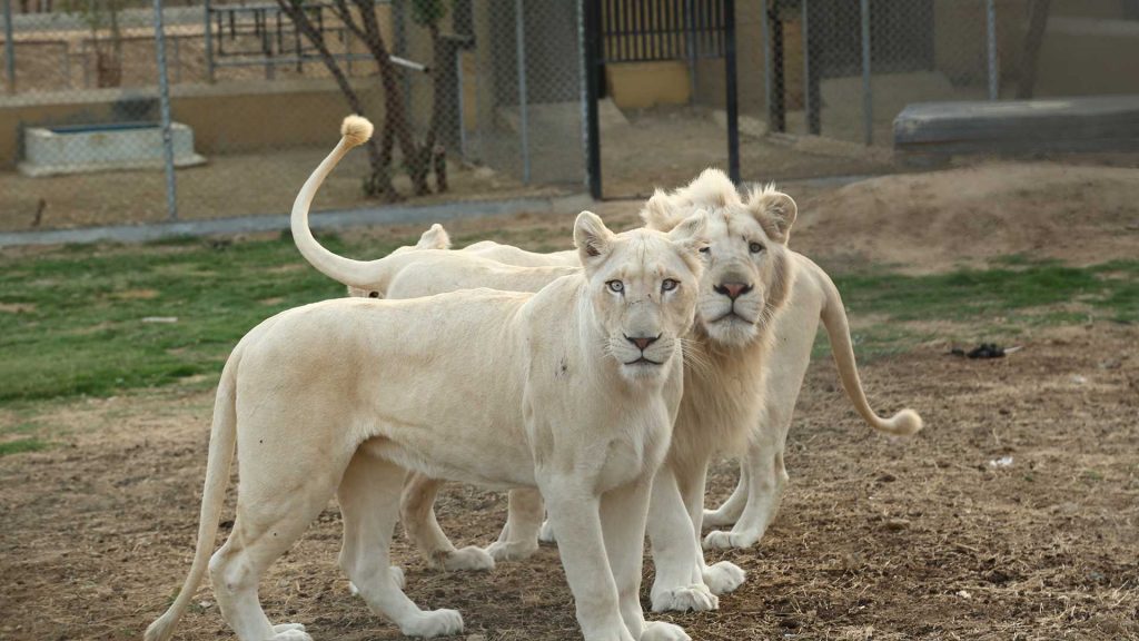 DanZoo Karachi - Bahria Town